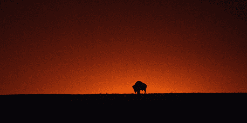 NCWF and the Carolina Bison Connection - North Carolina Wildlife Federation