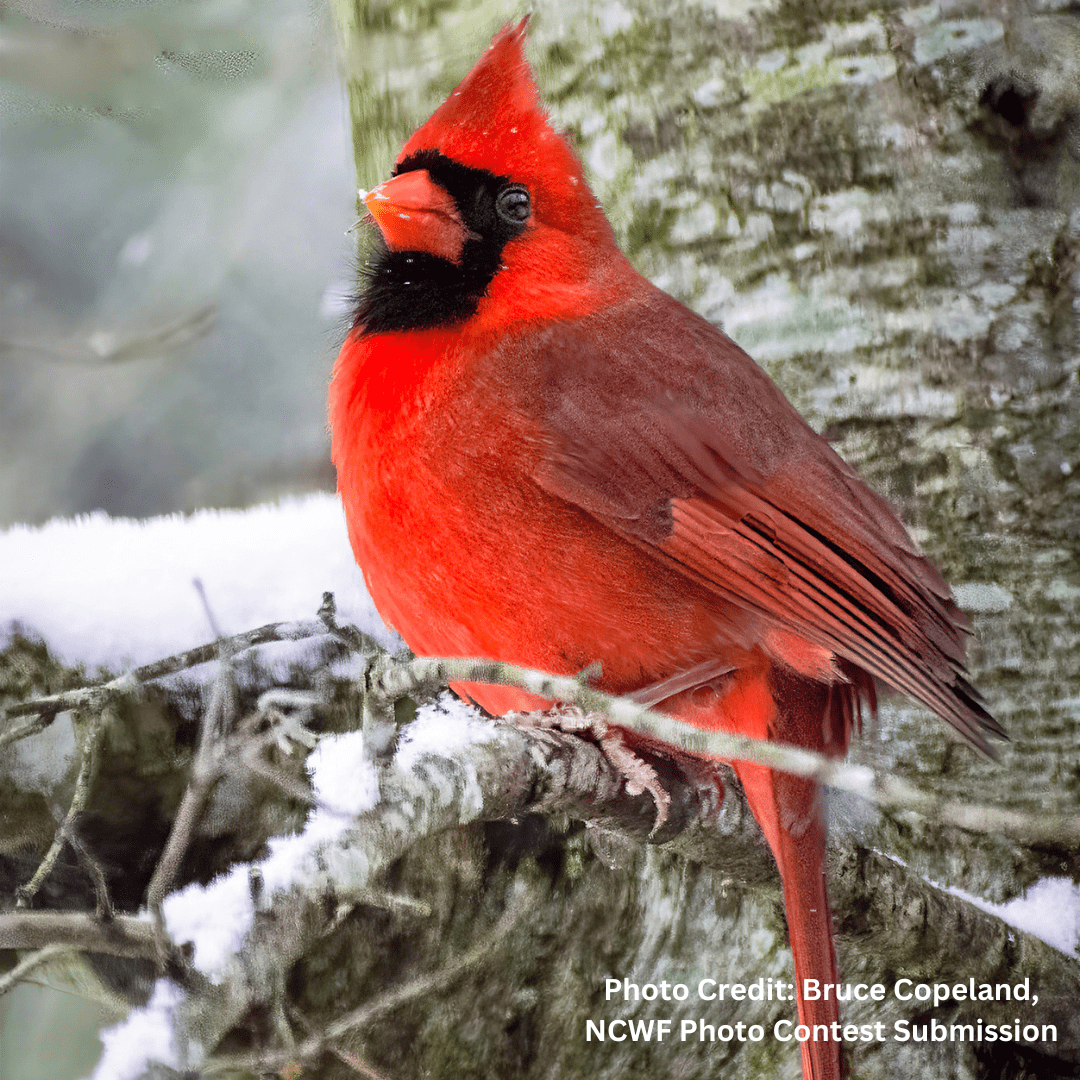 Northern Cardinals: Get To Know NC's Official and Beloved State ...