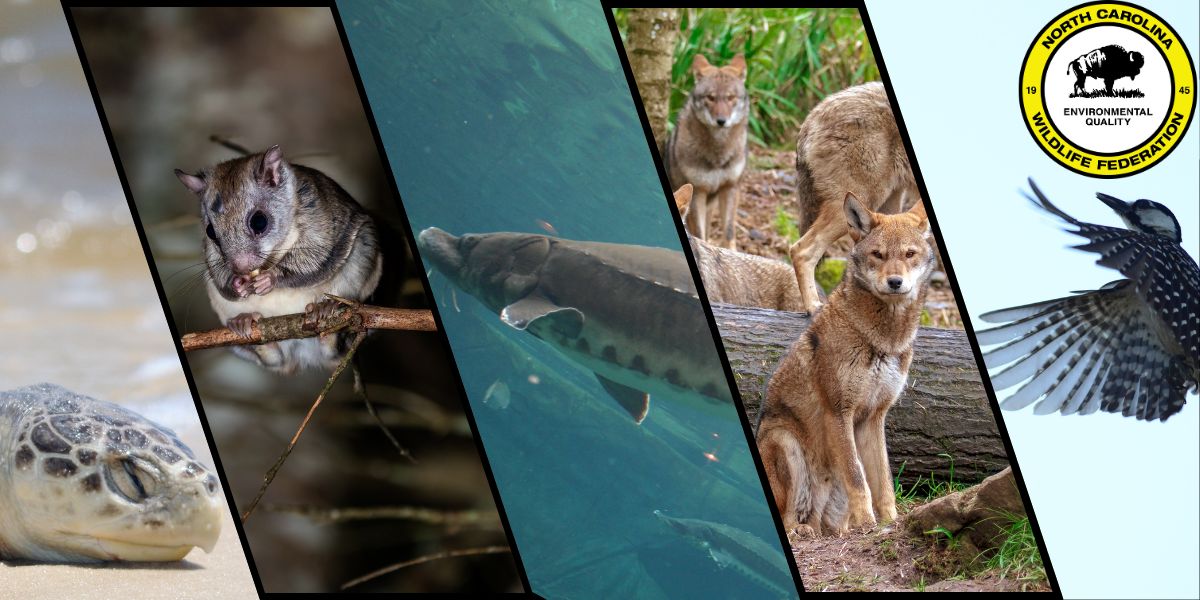 Endangered North Carolina: Taking a look at some of the state’s most ...