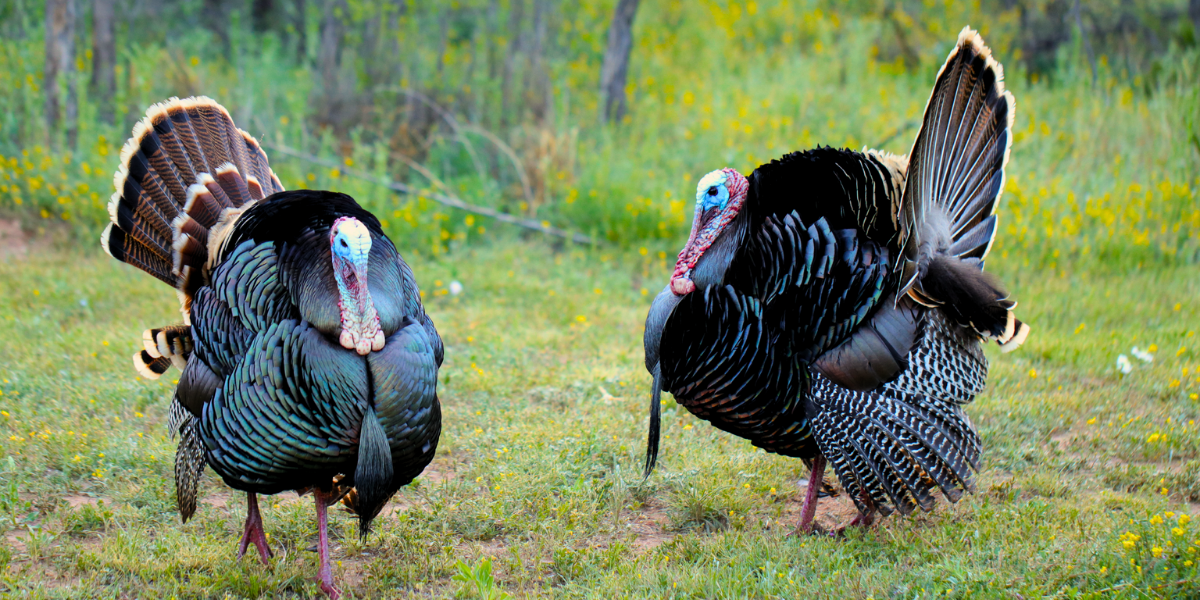 North Carolina Wild Turkey Season Opens April 1 : Here's What You Need ...