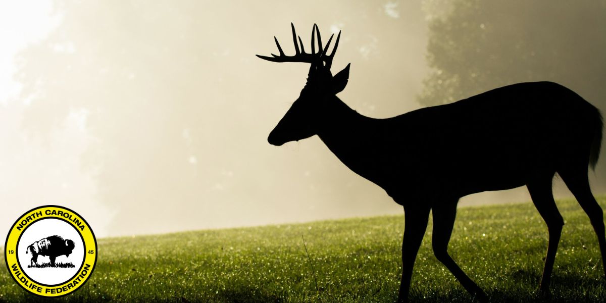 White-tailed Deer: A North Carolina Conservation Success Story - North ...