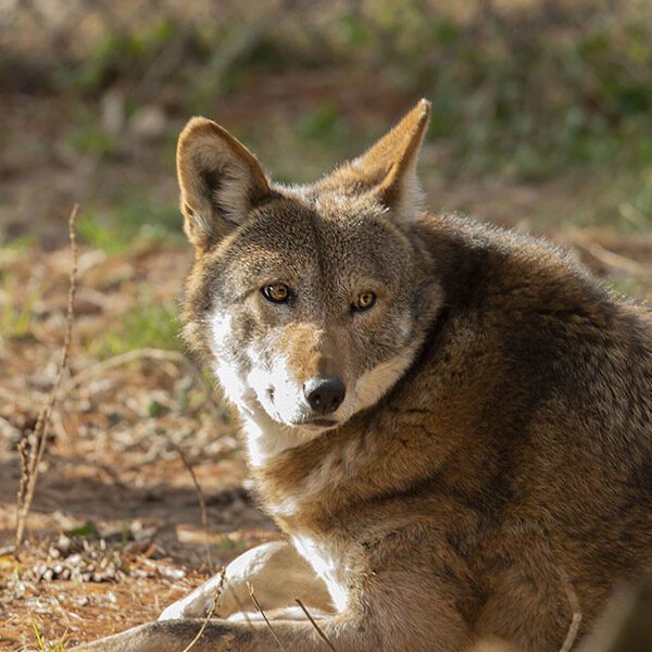 NC Red Wolves, Red Wolf Education - North Carolina Wildlife Federation