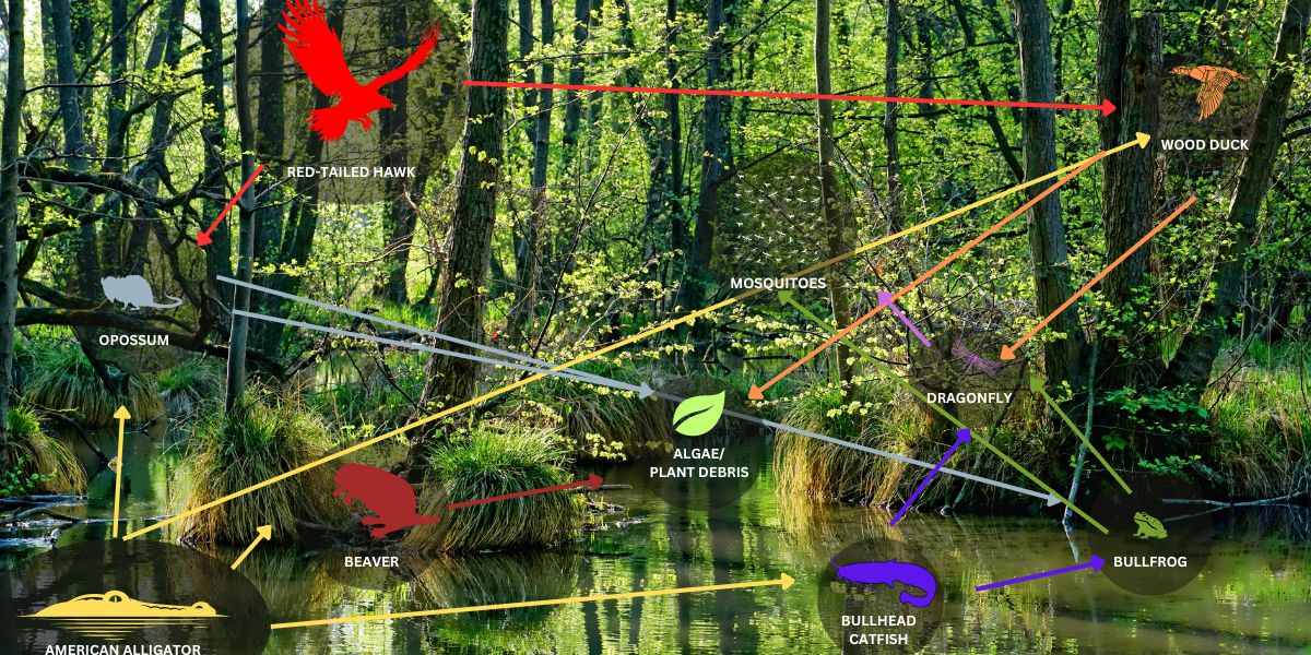 "What is an ecosystem, anyway?" : How wildlife fits into ecological ...